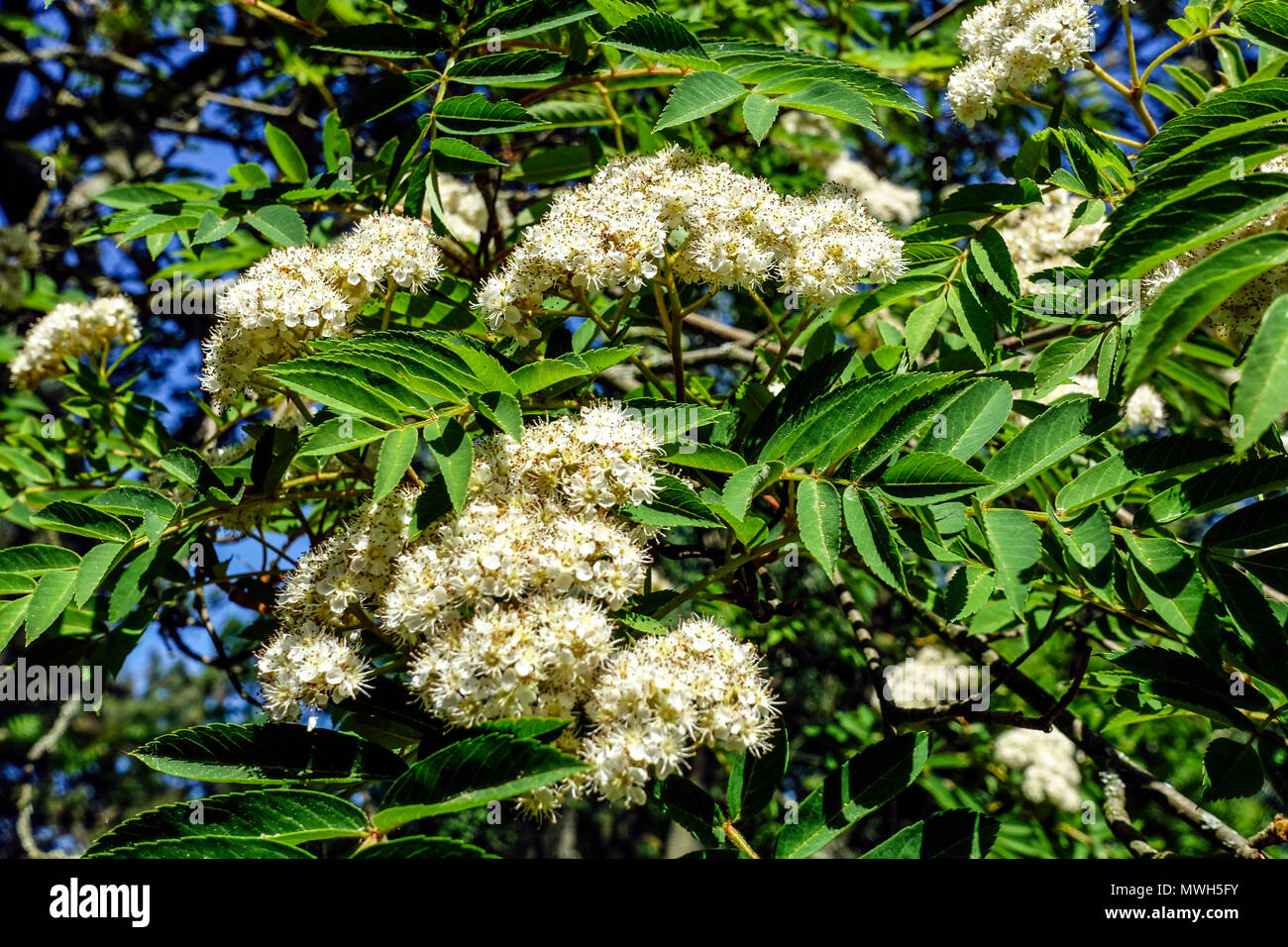 Japanese rowan, Sorbus commixta flowers blooming Stock Photo - Alamy