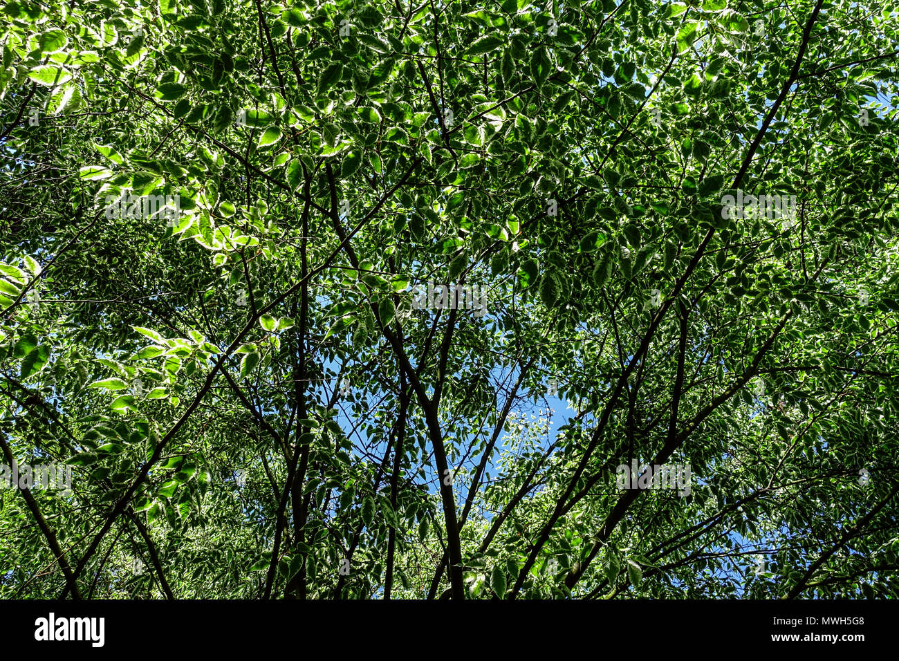 Leaves on the bottom hi-res stock photography and images - Alamy
