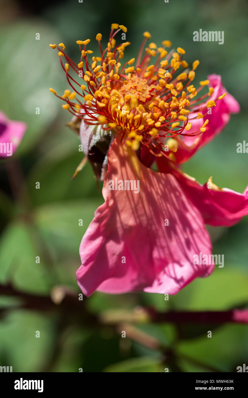 Rose flower without petals in the garden in spring Stock Photo - Alamy