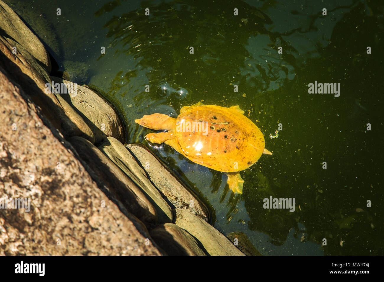 Temple of Wat Prayoon (Turtle temple) in Bangkok, Thailand Stock Photo ...