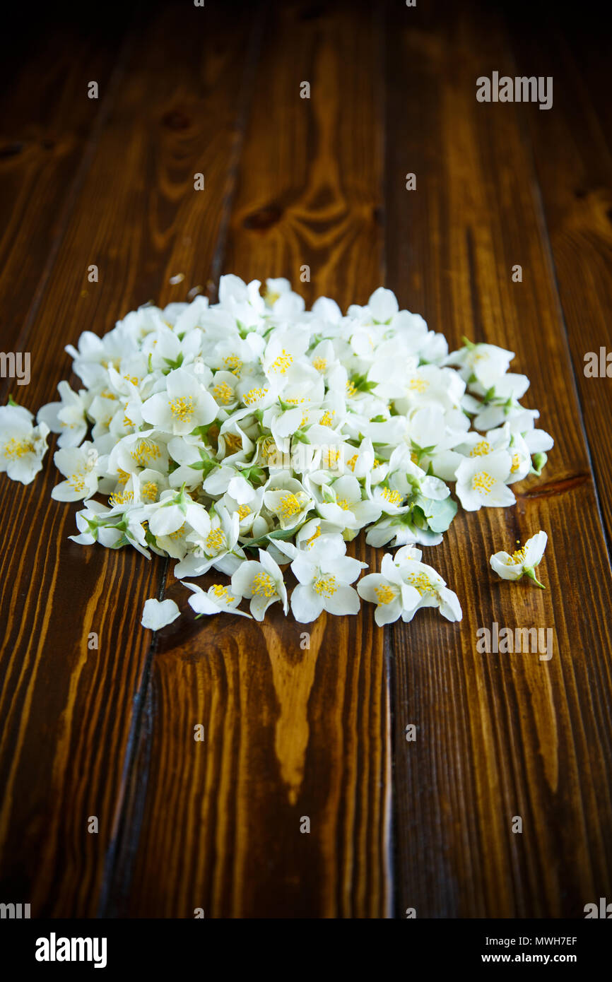 torn blossoming jasmine flowers Stock Photo - Alamy