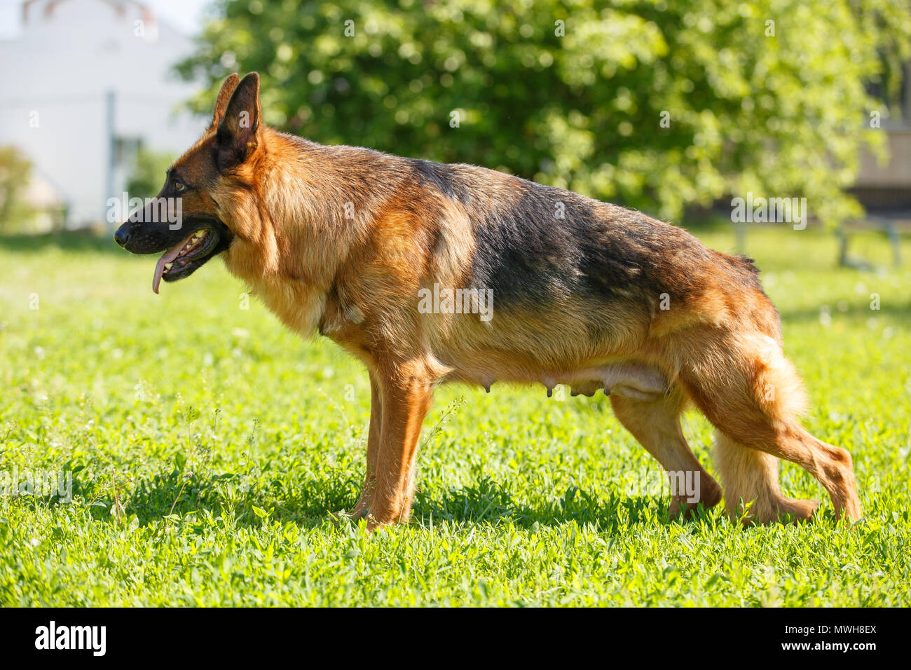 German shepherd dog adult walking hi-res stock photography and images ...