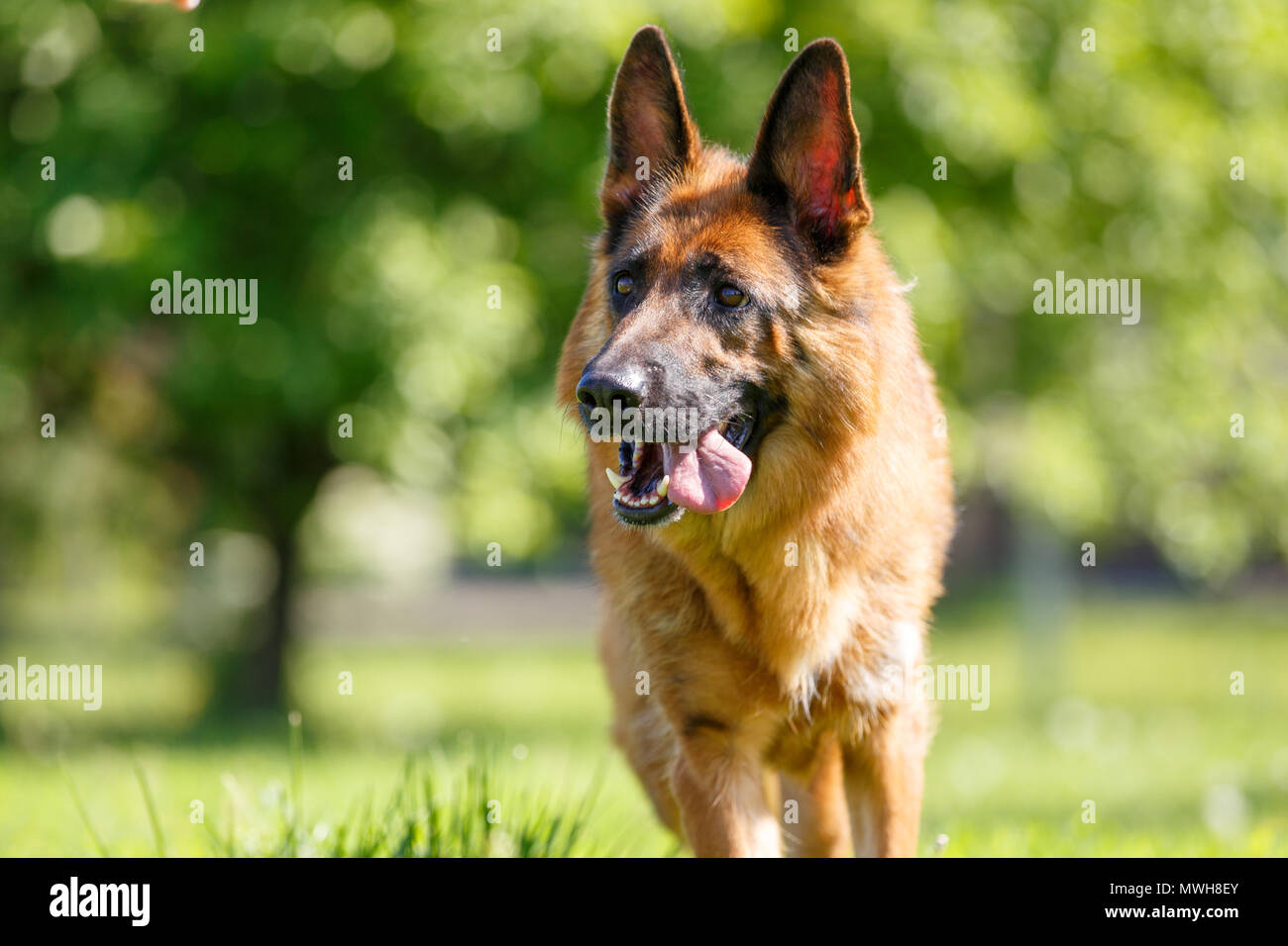 German shepard walking hi-res stock photography and images - Alamy