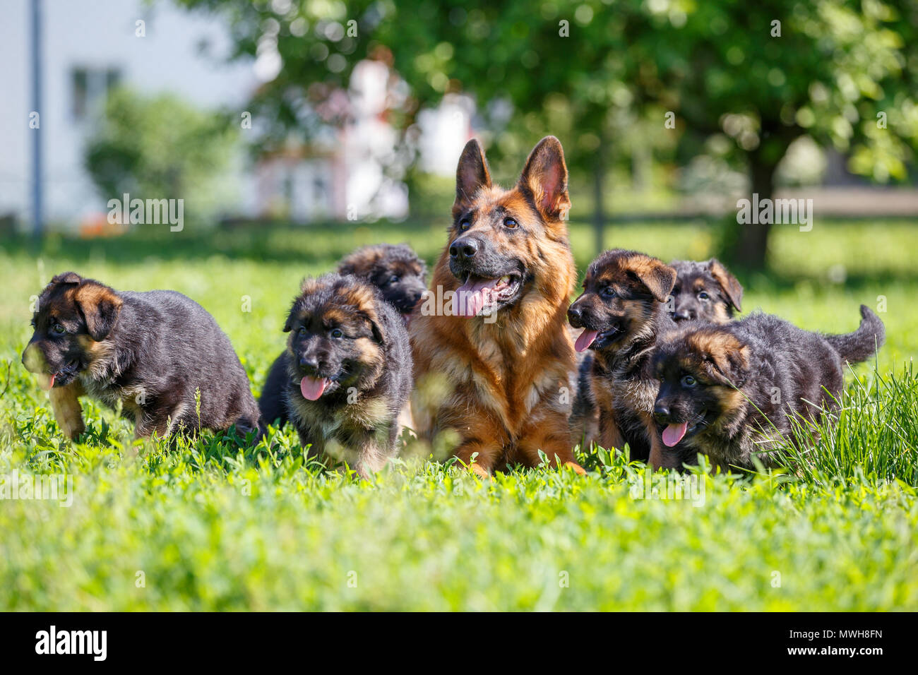 German shepherd with its puppies resting on green lawn Stock Photo - Alamy