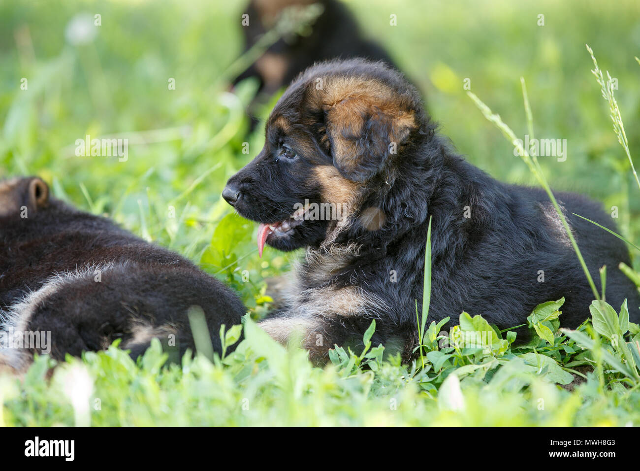 Puppies of german shepherd having fun on green lawn Stock Photo - Alamy