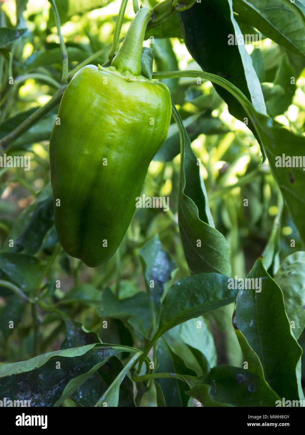 Green pepper close-up (capsicum) growing in a garden in Corfu ...