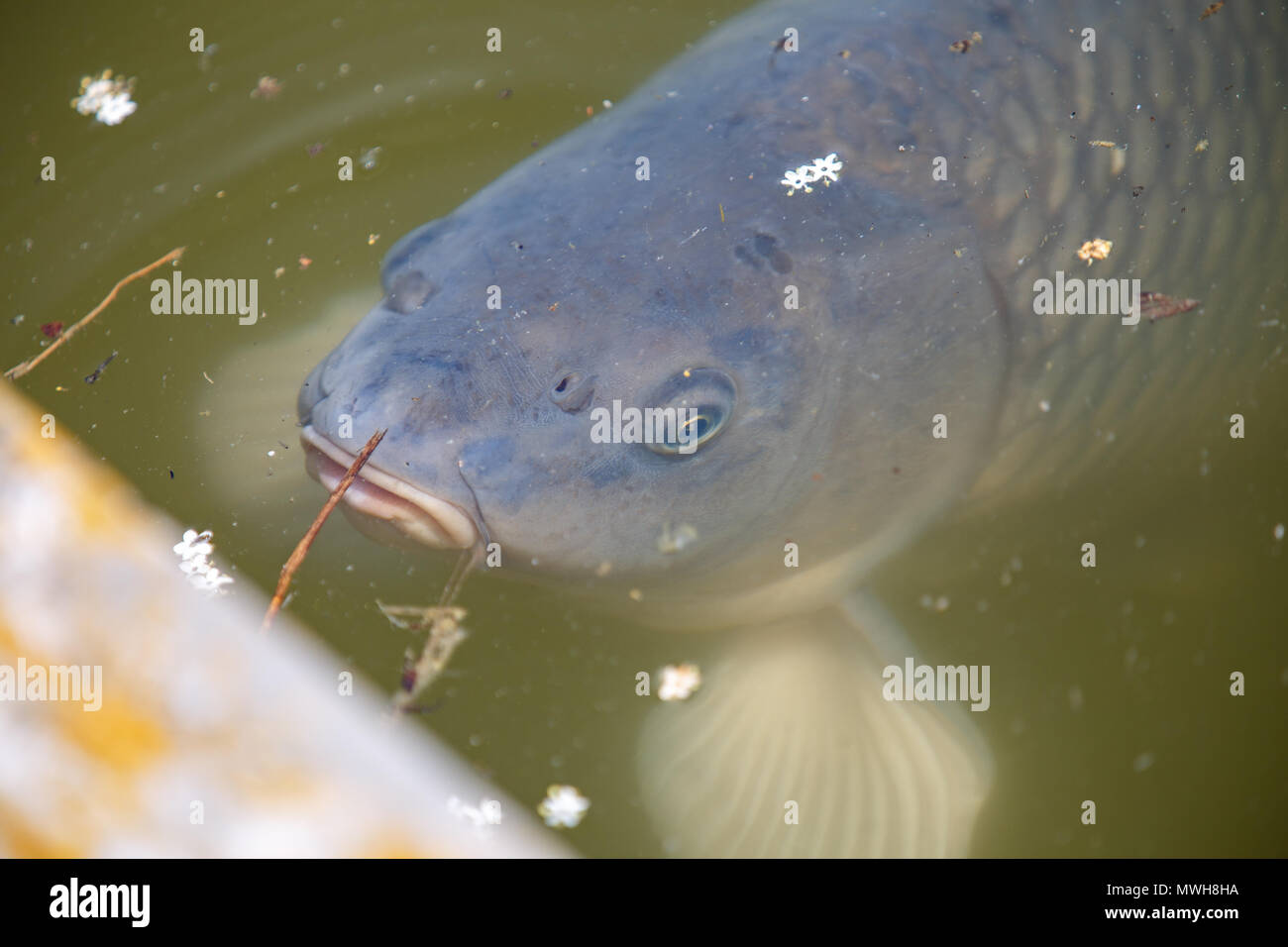 Carpfish hi-res stock photography and images - Alamy