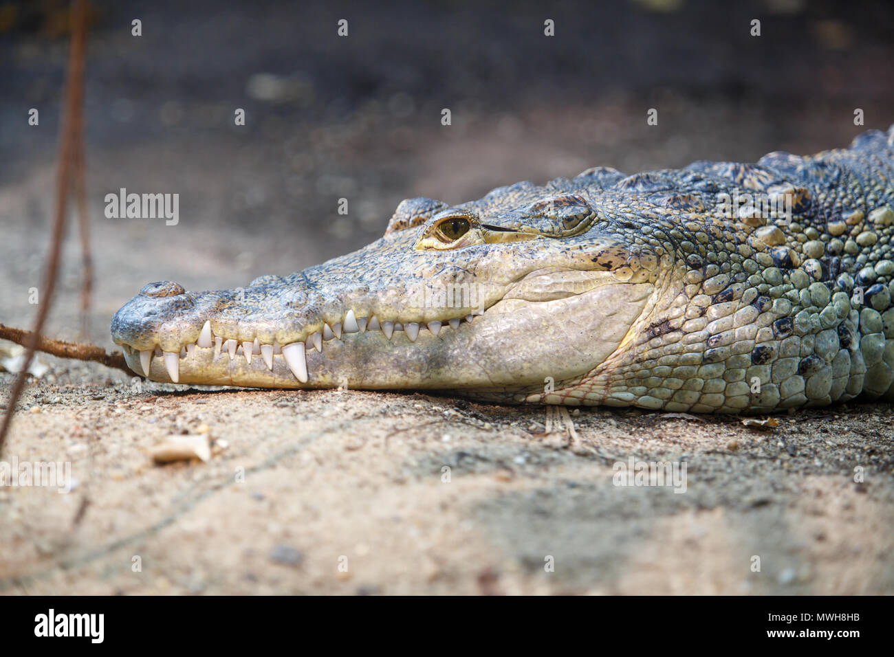 Mexican crocodile resting on river bank. Crocodylus moreletii Stock ...