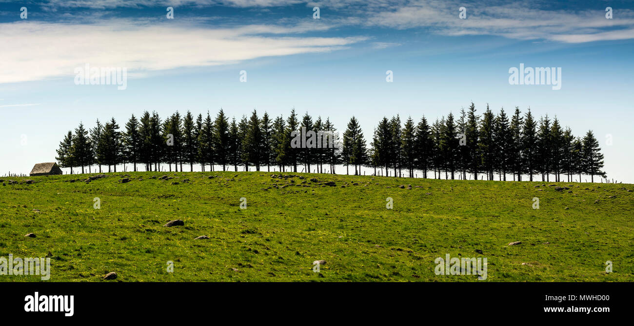 Fir hedge. Aubrac plateau, Aveyron, France Stock Photo - Alamy