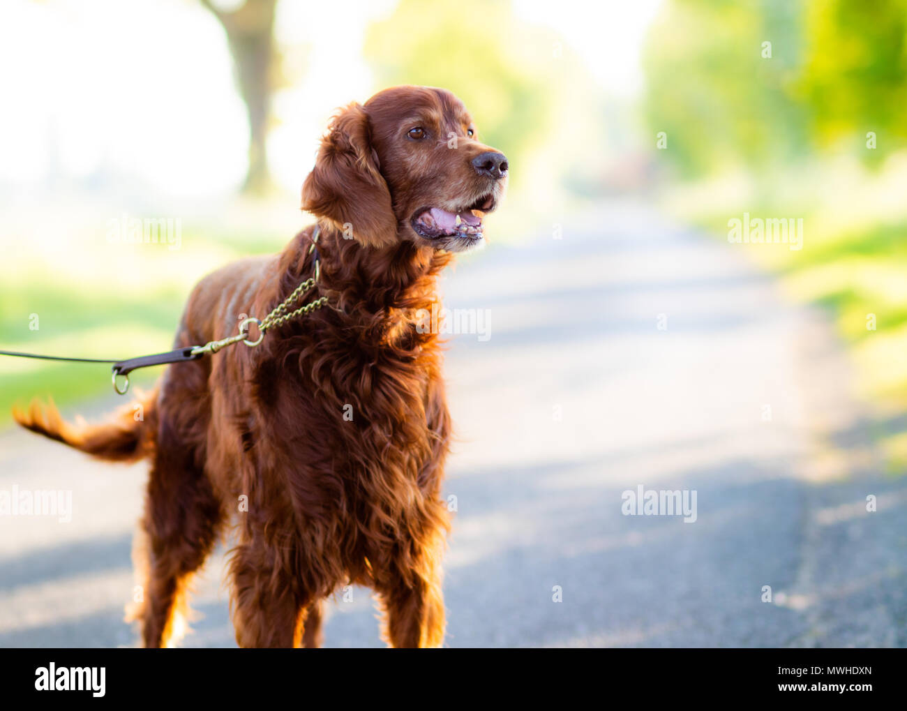 A beautiful Irish Red Setter out for a walk looking away from the ...