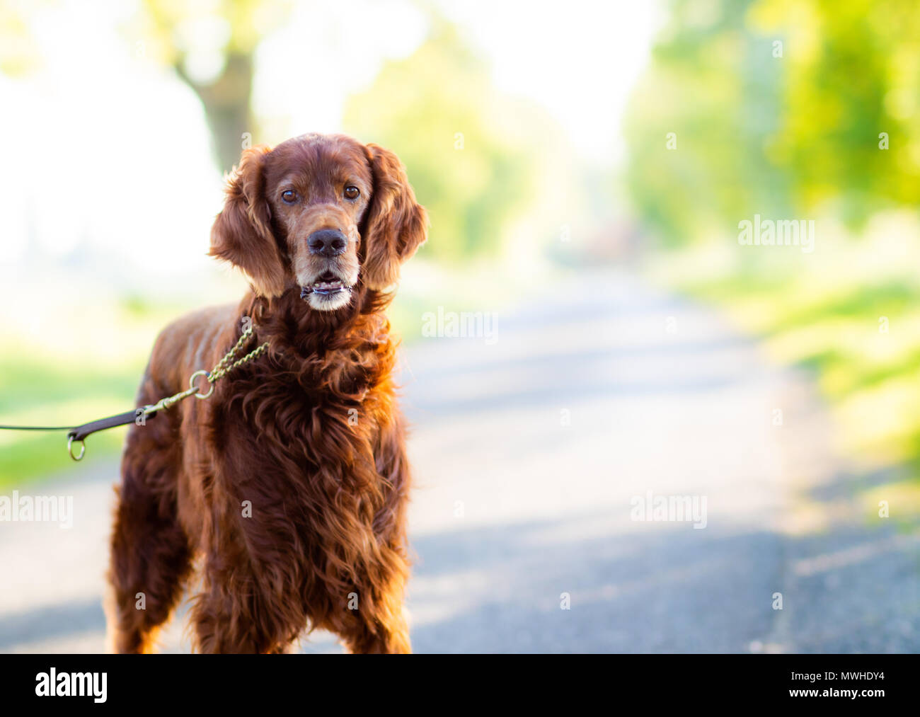 Beautiful red setter hi-res stock photography and images - Alamy