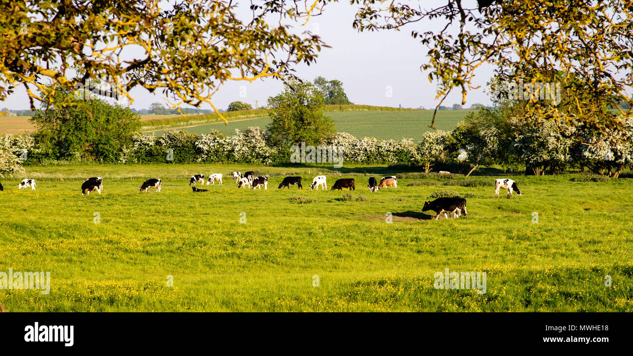 Cows roaming in a field in the English countryside Stock Photo - Alamy