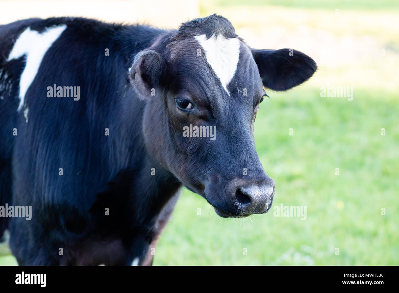 A headshot of a beautiful cow standing in a field Stock Photo - Alamy