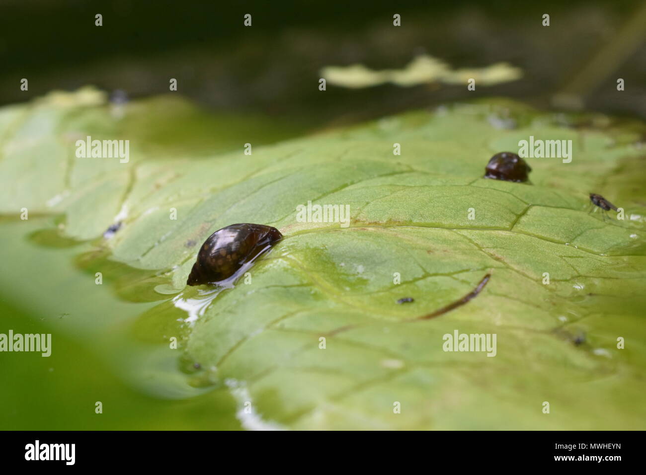 Small snails hi-res stock photography and images - Alamy