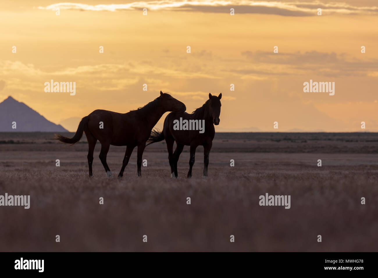 Wild Horse Stallions in the Sunset Stock Photo - Alamy