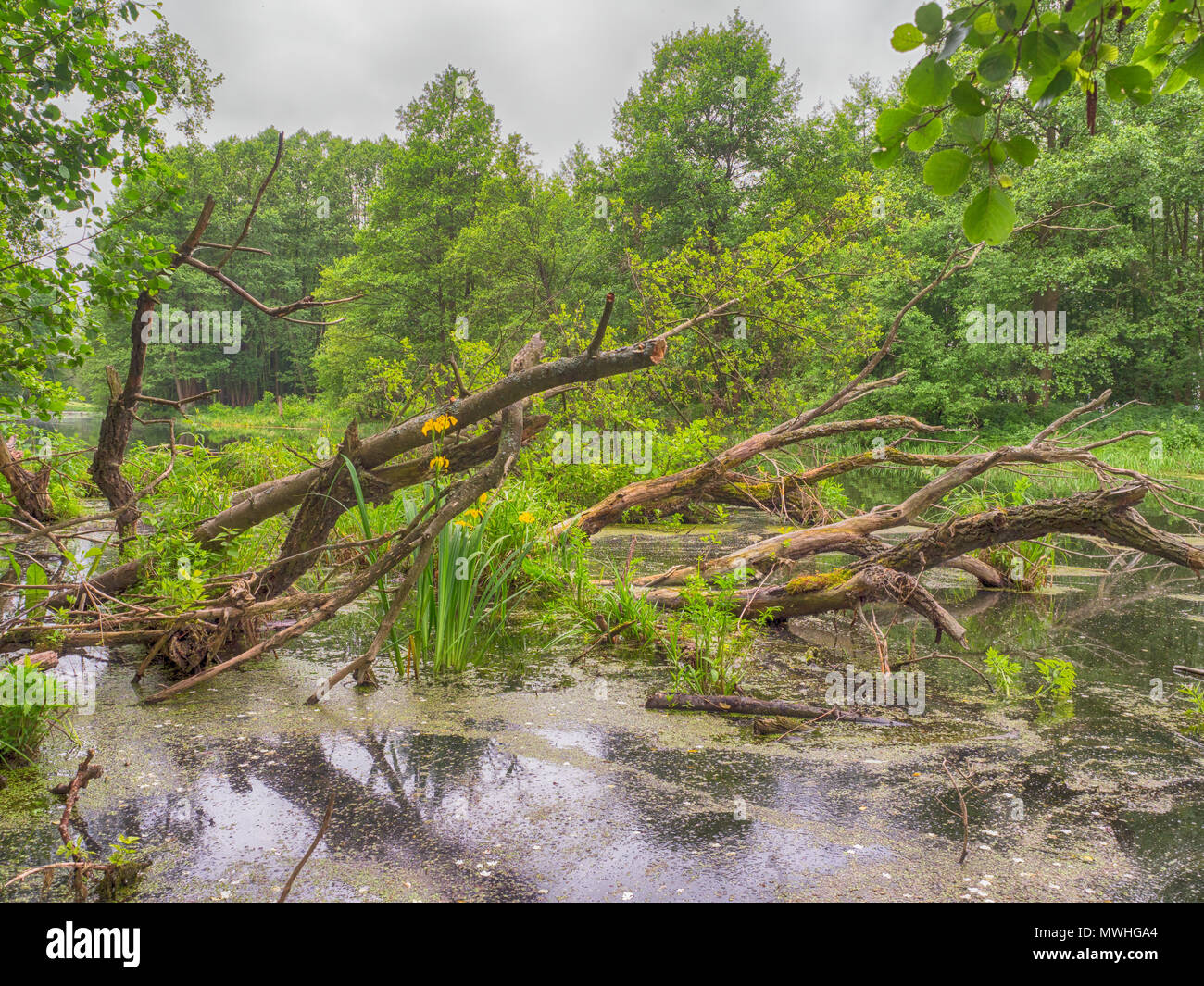 Dry trees lying in the old Bug basin. Podlasie. Podlachia. Poland ...
