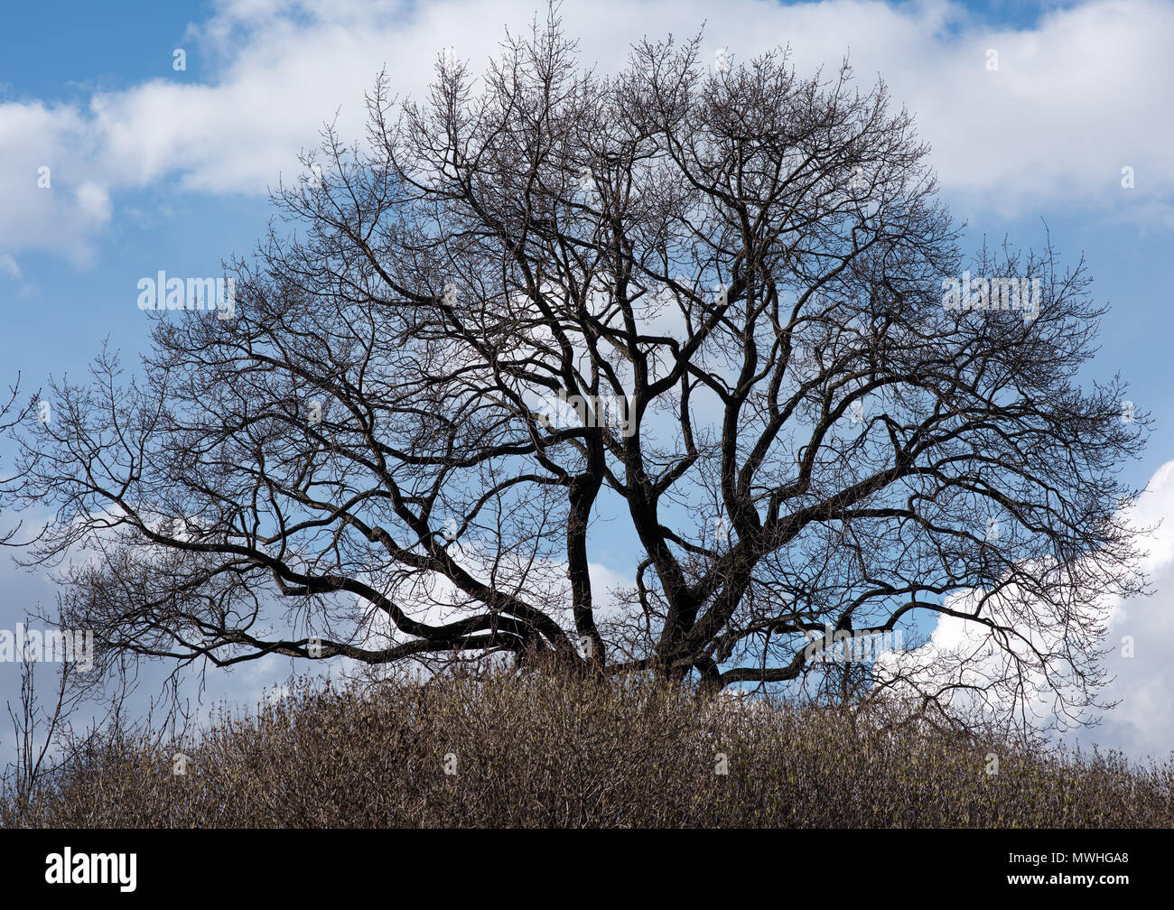 The silhouette of a tree with winding branches without leaves against ...