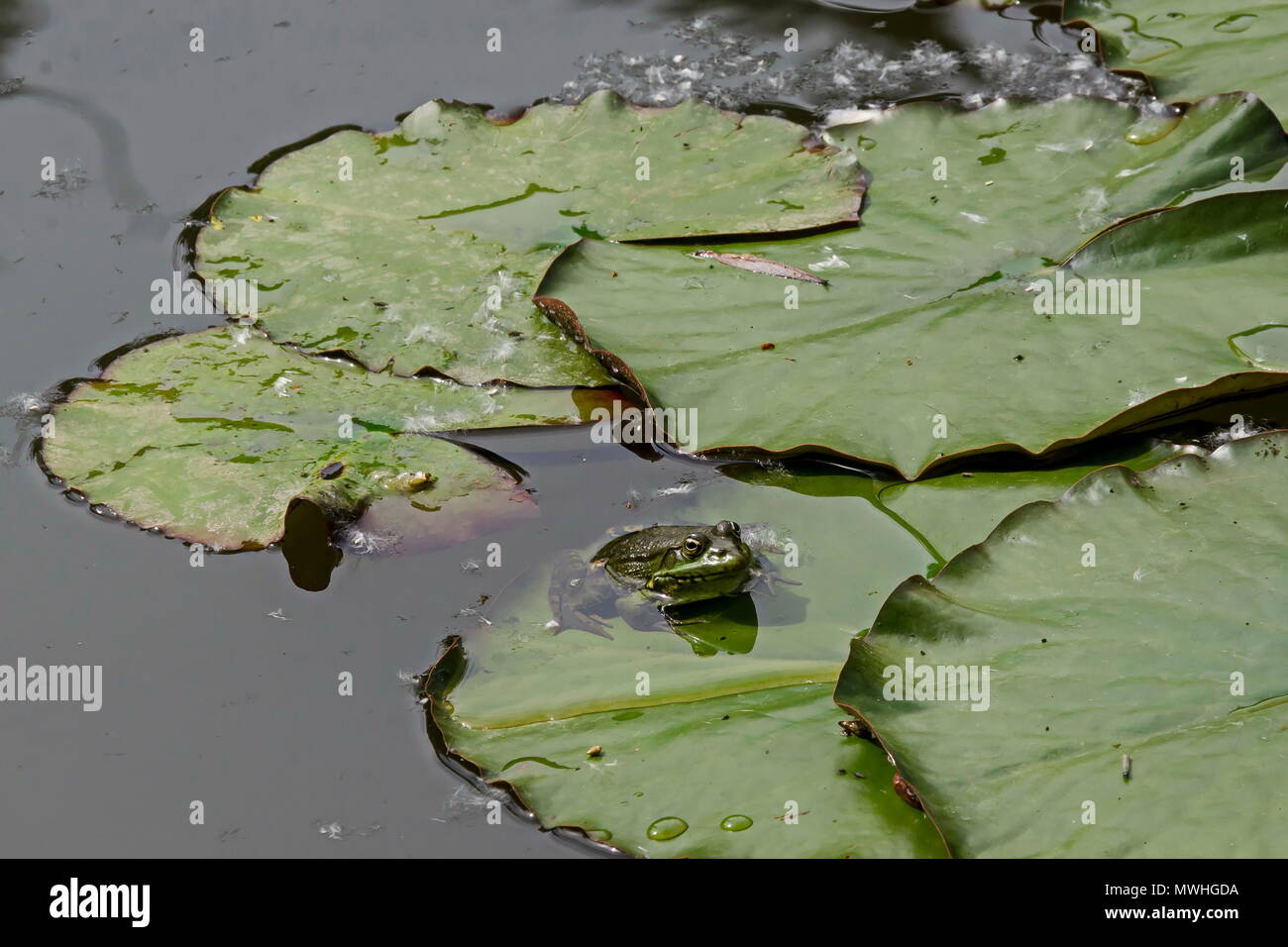 Green pond frog or rana amphibian species aquatic animal basking in the ...