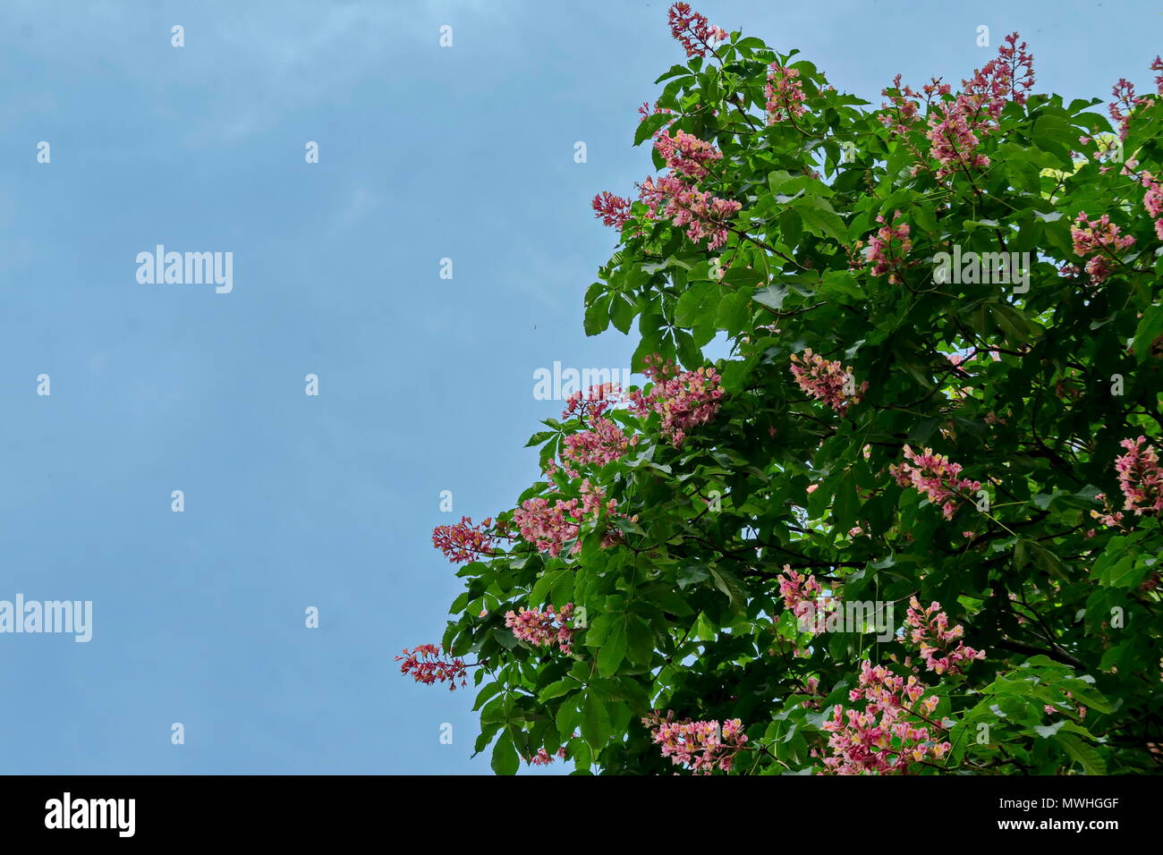 Red horse-chestnut, Aesculus hippocastanum or Conker tree with flower ...