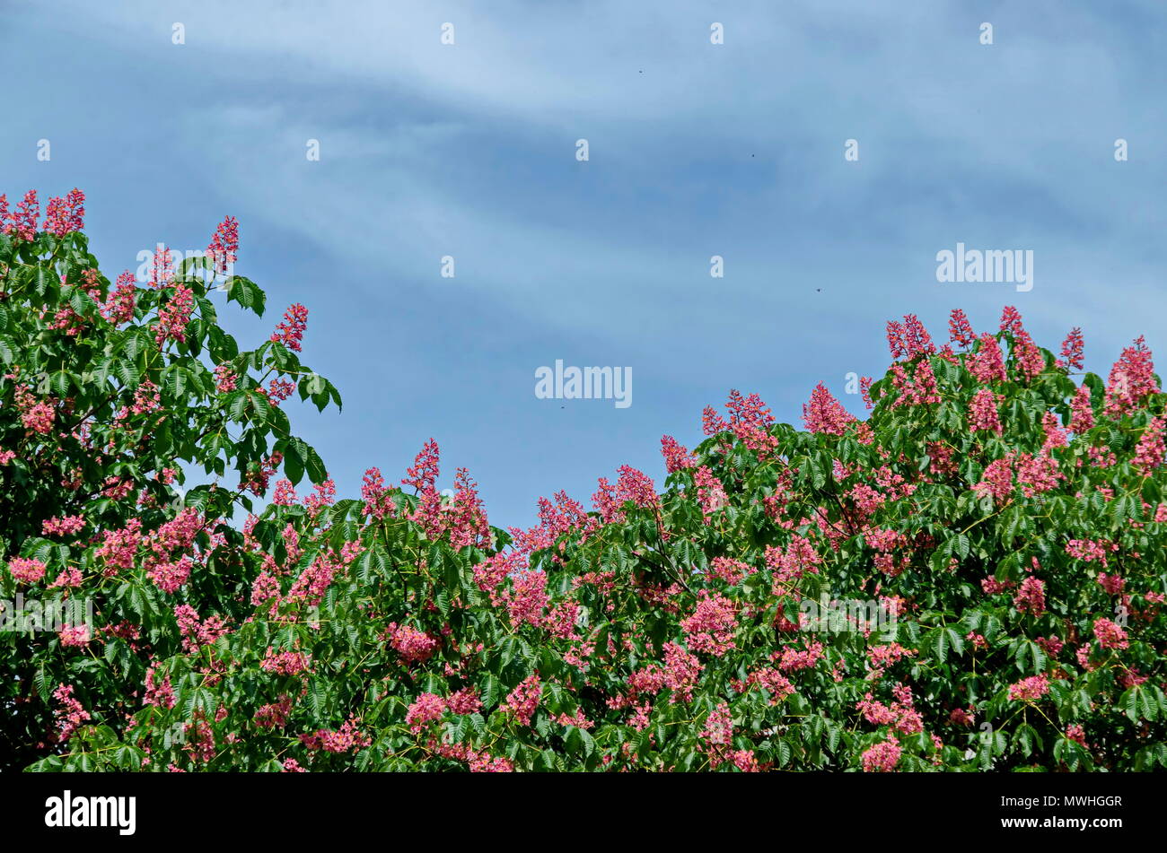 Red horse-chestnut, Aesculus hippocastanum or Conker tree with flower ...