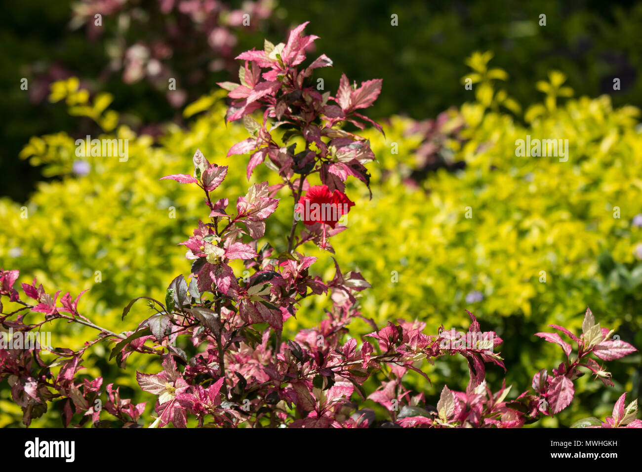 Close up Leaf of Red Chinese hibiscus flower Stock Photo - Alamy