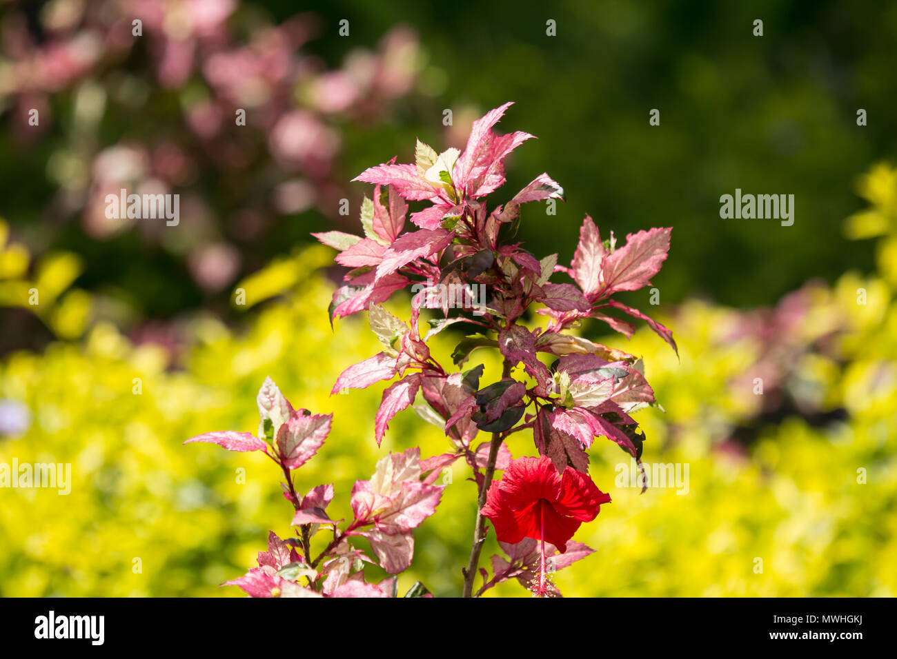 Close up Leaf of Red Chinese hibiscus flower Stock Photo - Alamy