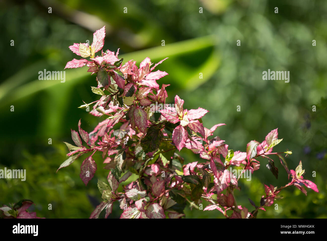 Close up Leaf of Red Chinese hibiscus flower Stock Photo - Alamy