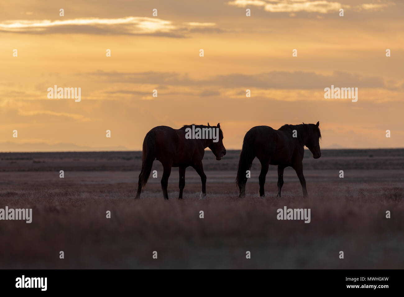 Wild Horse Stallions in the Sunset Stock Photo - Alamy