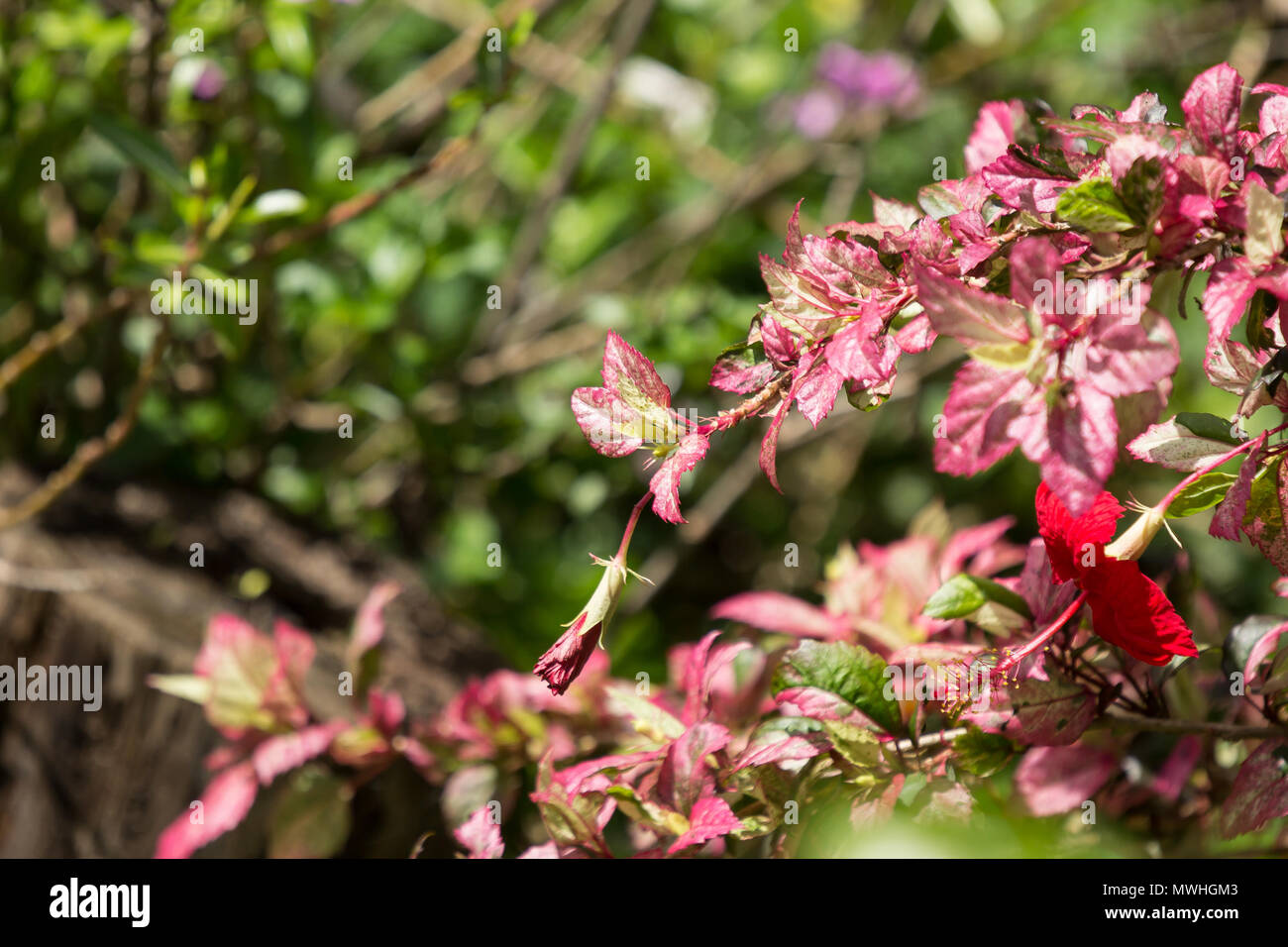 Close up Leaf of Red Chinese hibiscus flower Stock Photo - Alamy