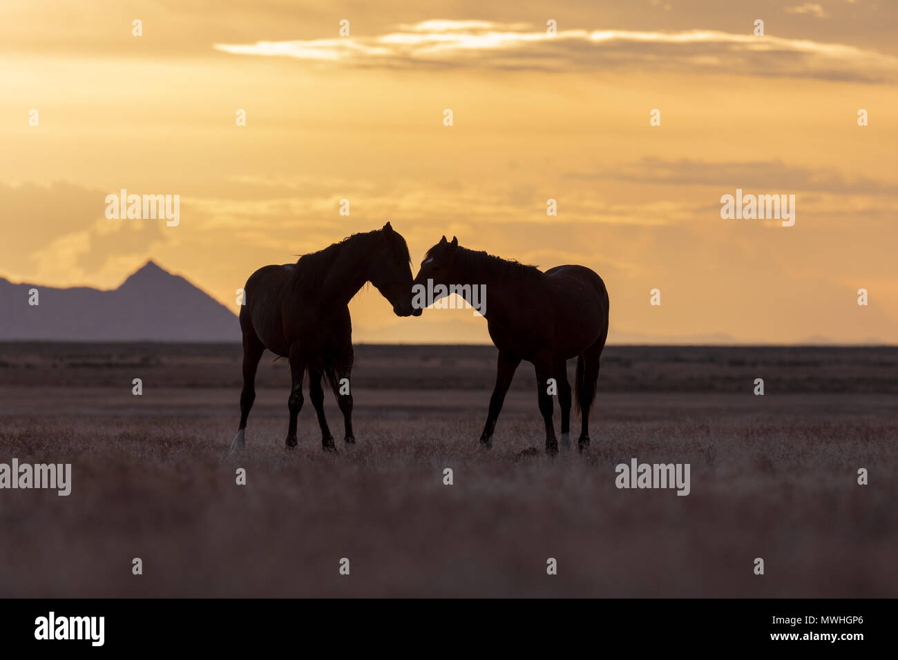Wild Horse Stallions in the Sunset Stock Photo - Alamy
