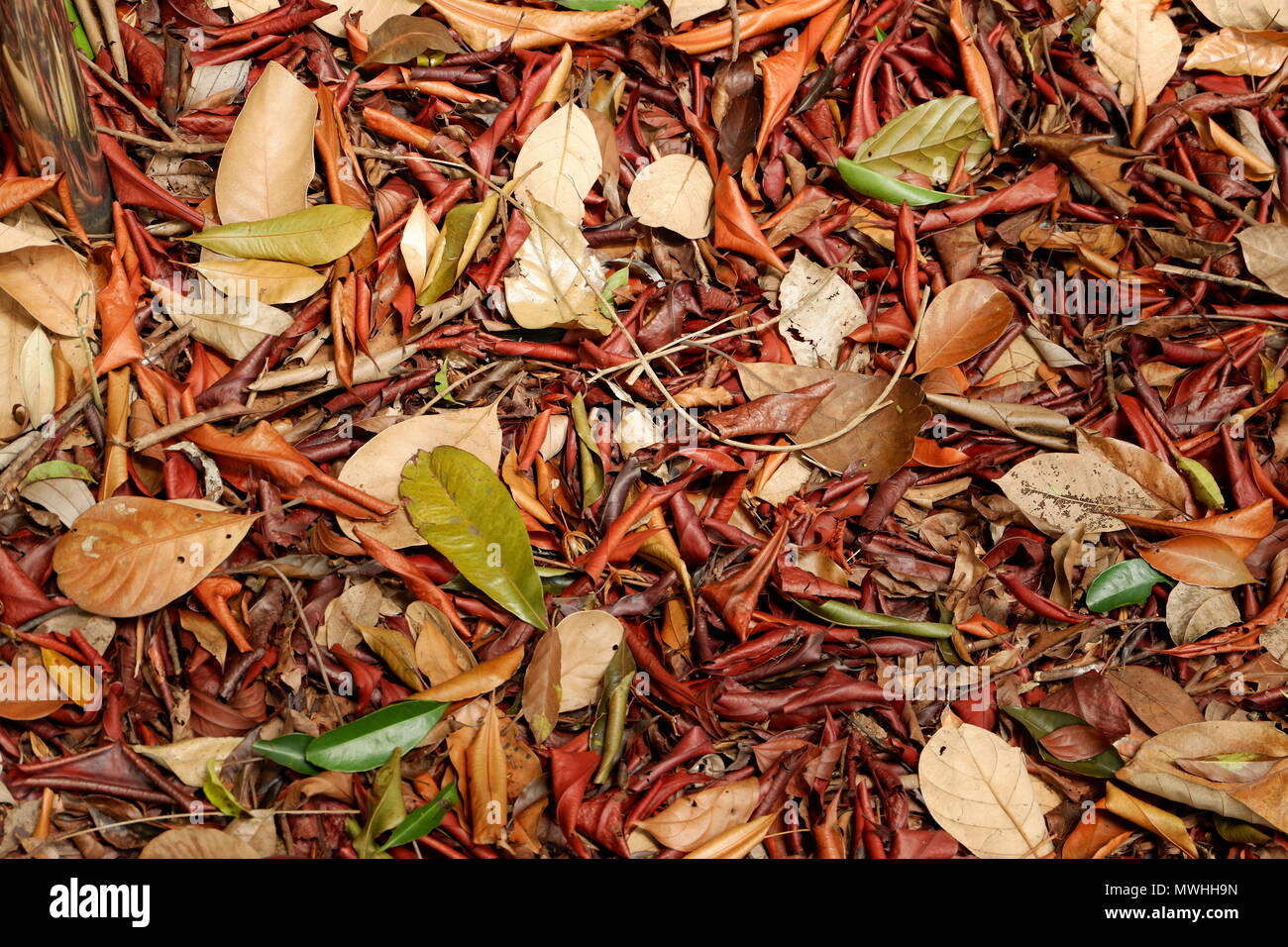 Singapore leaves hi-res stock photography and images - Alamy