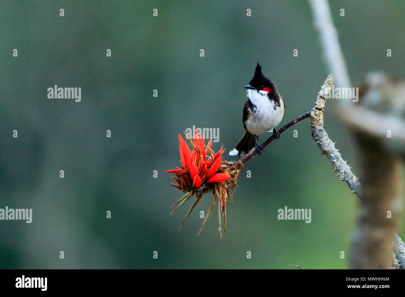 Indian bulbul hi-res stock photography and images - Alamy