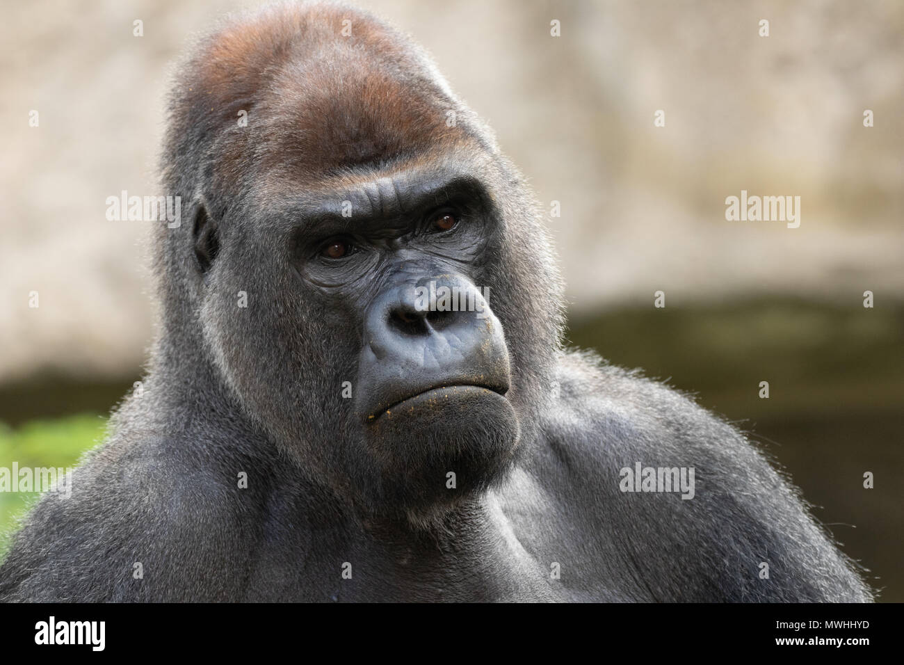 Angry Silverback Gorilla Face