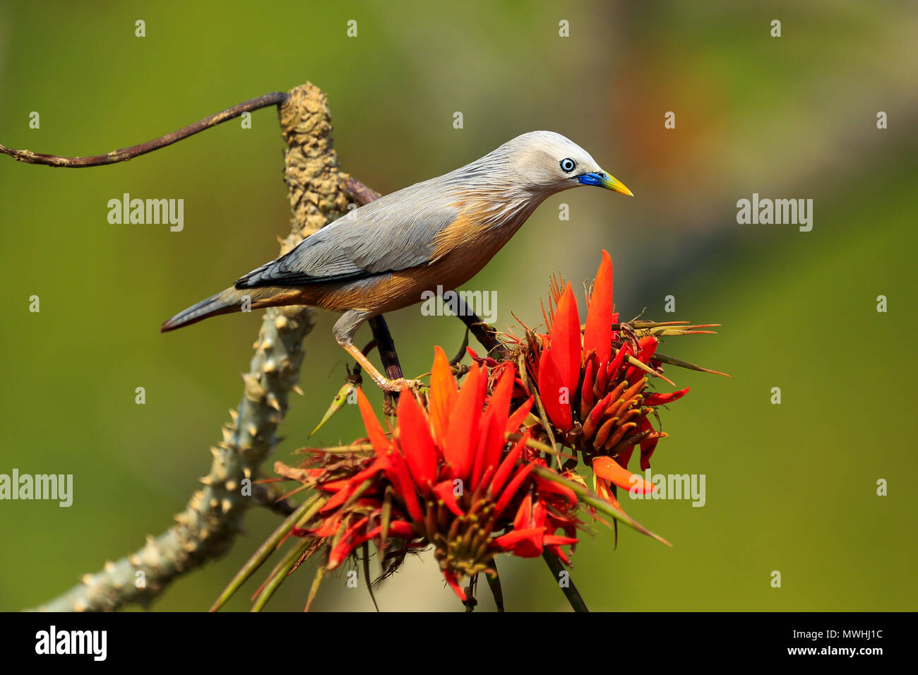 The chestnut-tailed starling or grey-headed myna (Sturnia malabarica ...