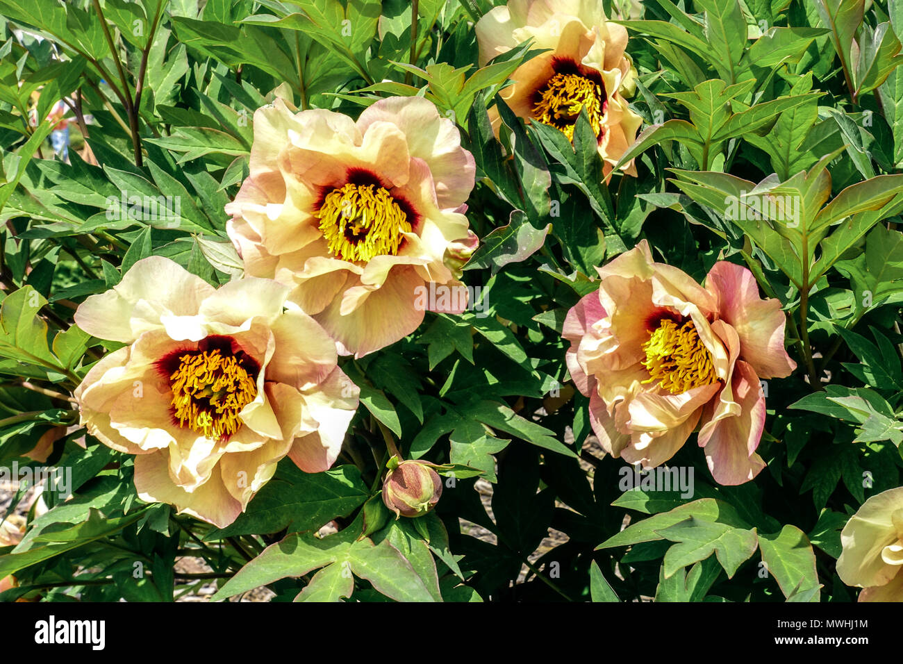 Yellow tree peony hi-res stock photography and images - Alamy