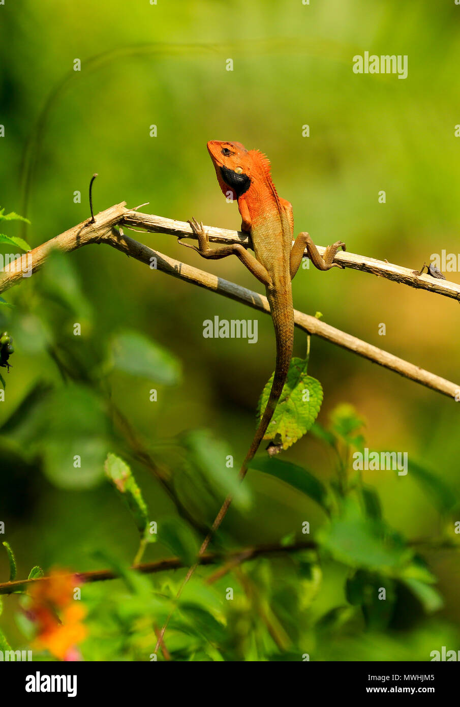 Common garden lizard, eastern garden lizard or changeable lizard ...