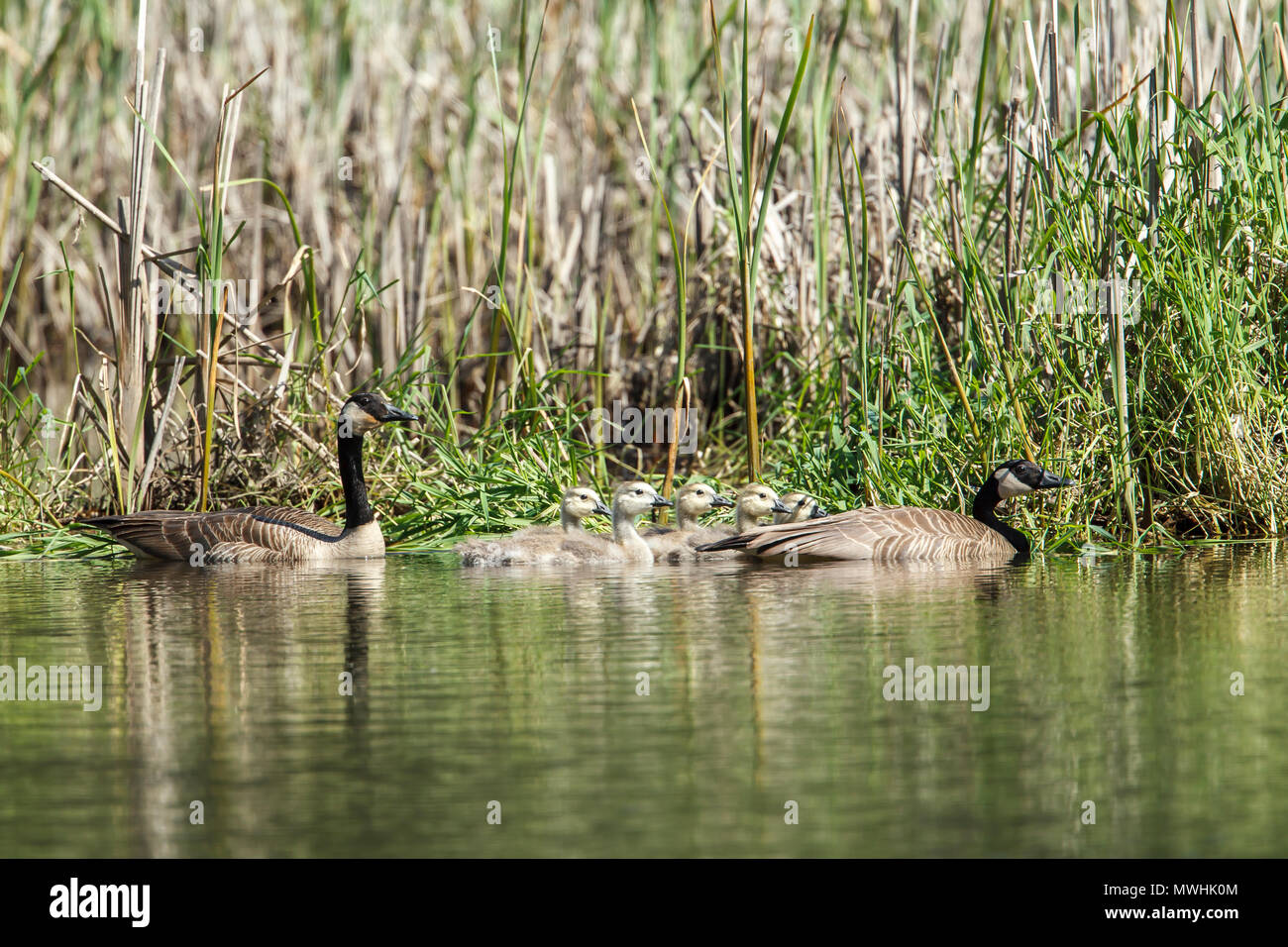 Two Canadian Geese (branta canadensis) and their goslings at Heyburn ...