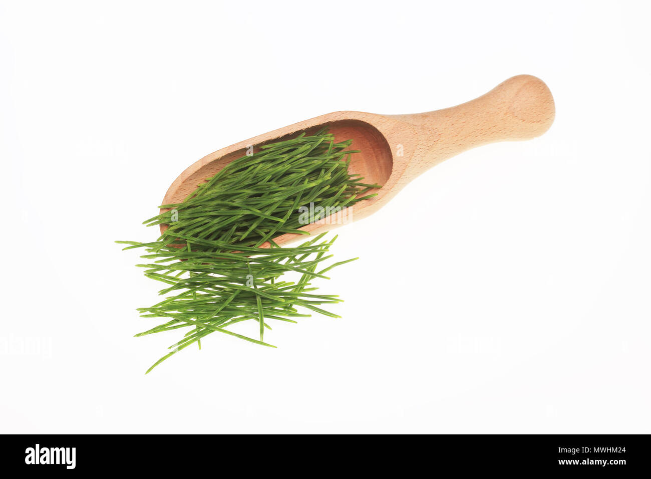 Medicinal plant, Equisetum arvense, the field horsetail or common ...