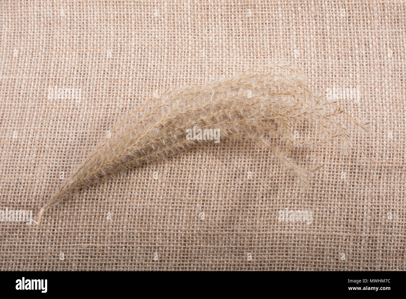 Beautiful colorful natural flowers in dry form Stock Photo - Alamy