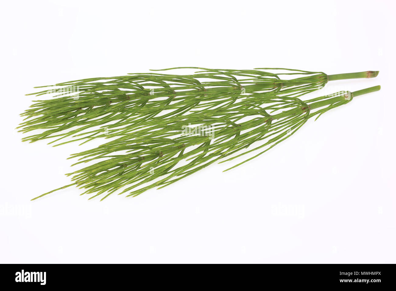 Medicinal plant, Equisetum arvense, the field horsetail or common ...
