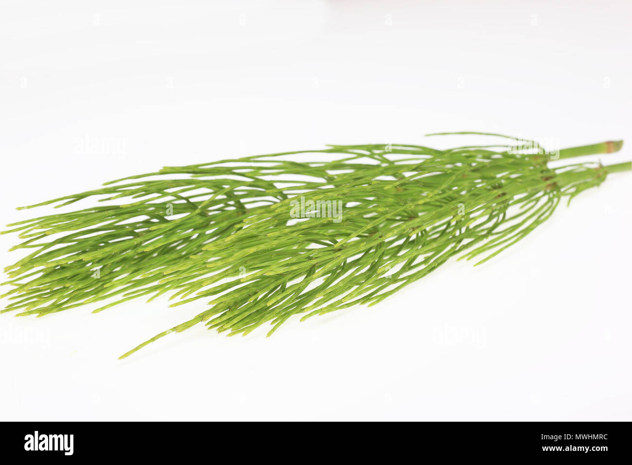 Medicinal plant, Equisetum arvense, the field horsetail or common ...