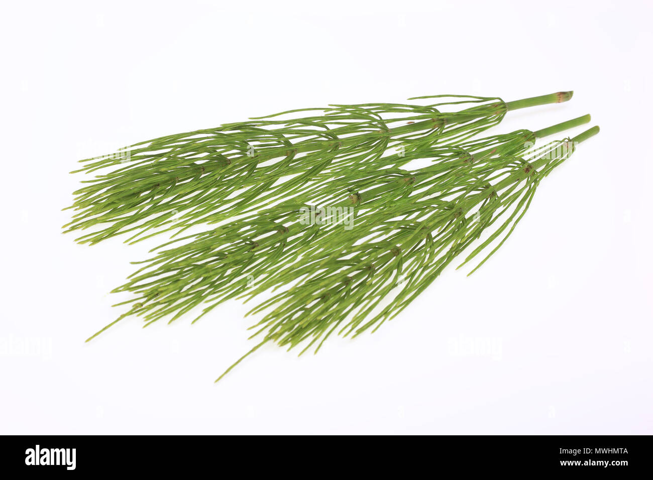 Medicinal plant, Equisetum arvense, the field horsetail or common ...