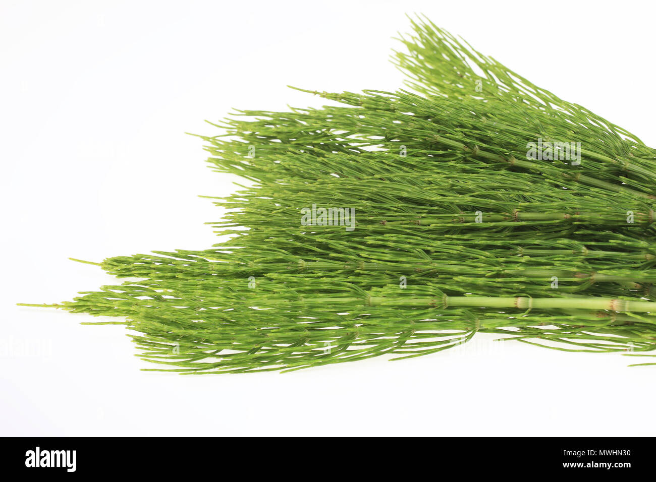 Medicinal plant, Equisetum arvense, the field horsetail or common ...