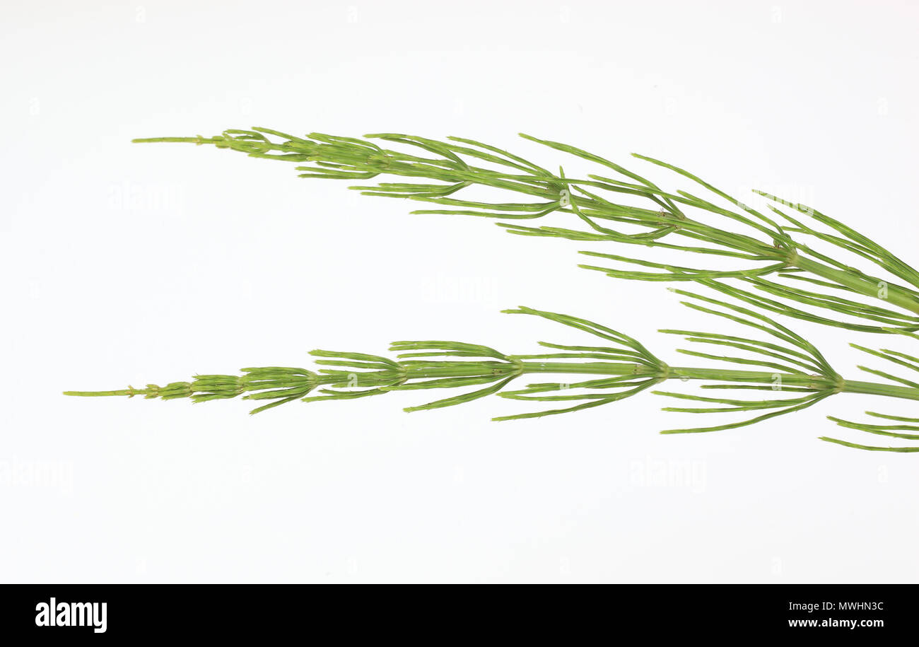 Medicinal plant, Equisetum arvense, the field horsetail or common ...