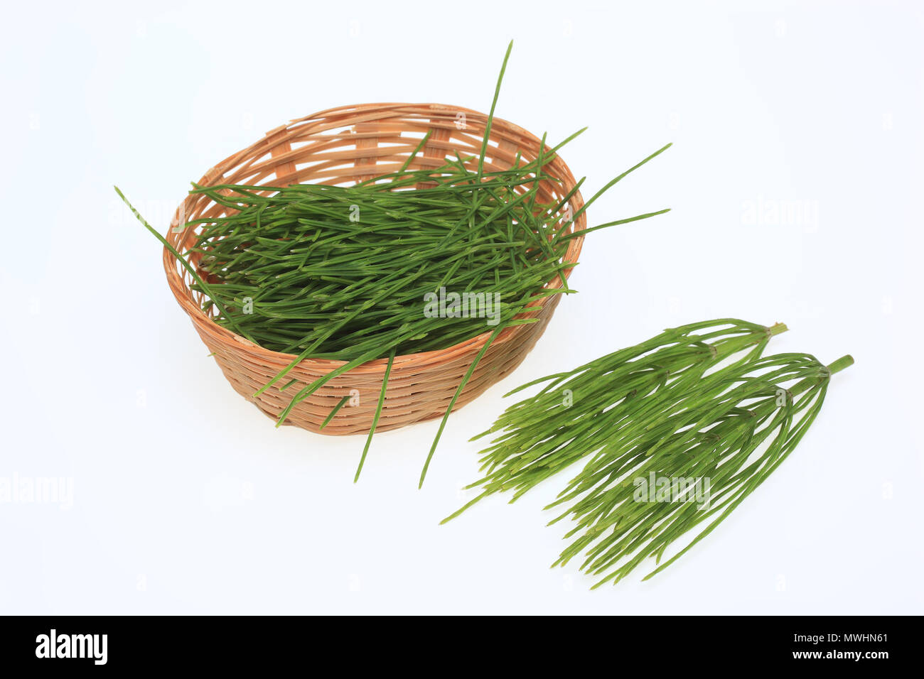 Medicinal plant, Equisetum arvense, the field horsetail or common ...