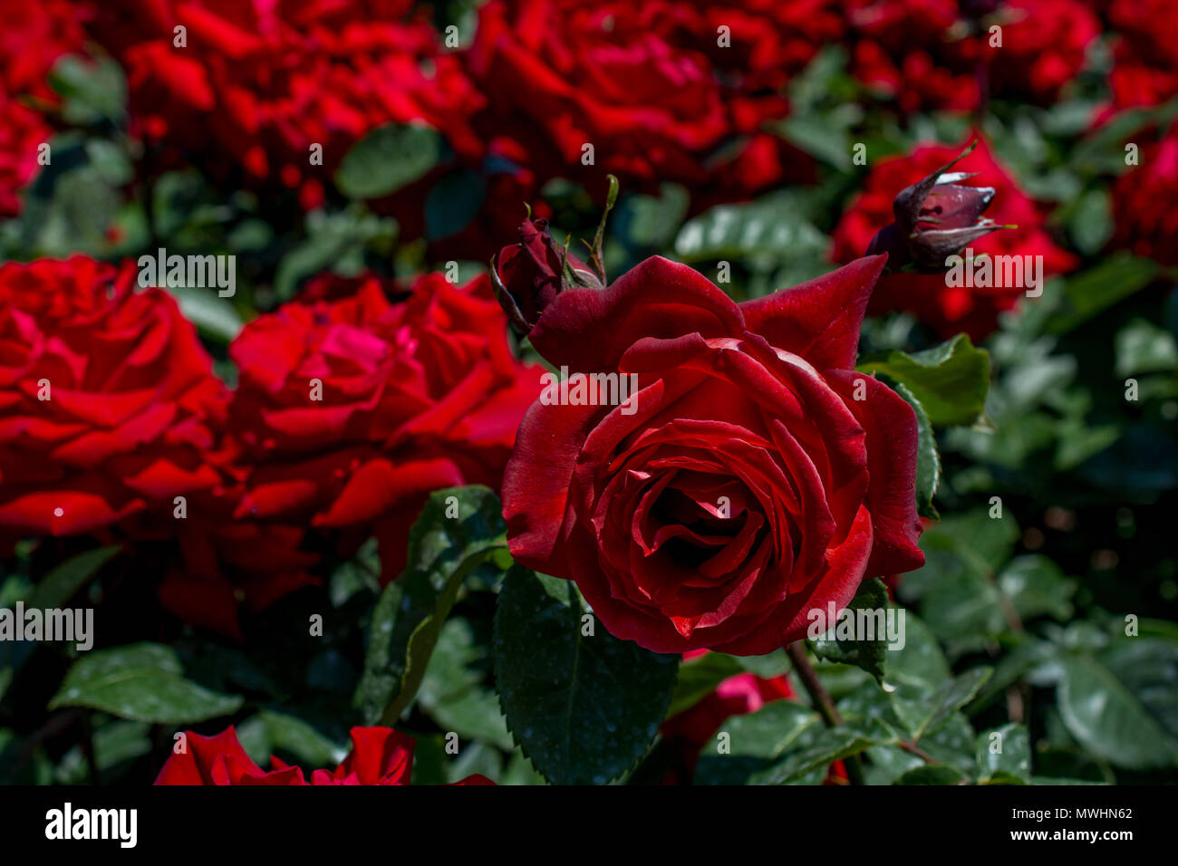 Beautiful colorful Rose Flower on garden background Stock Photo - Alamy