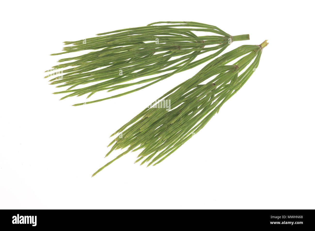 Medicinal plant, Equisetum arvense, the field horsetail or common ...