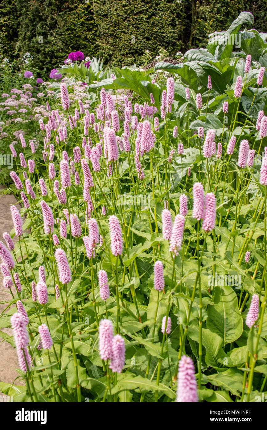 Common Bistwort (Persicaria Bistorta Stock Photo - Alamy