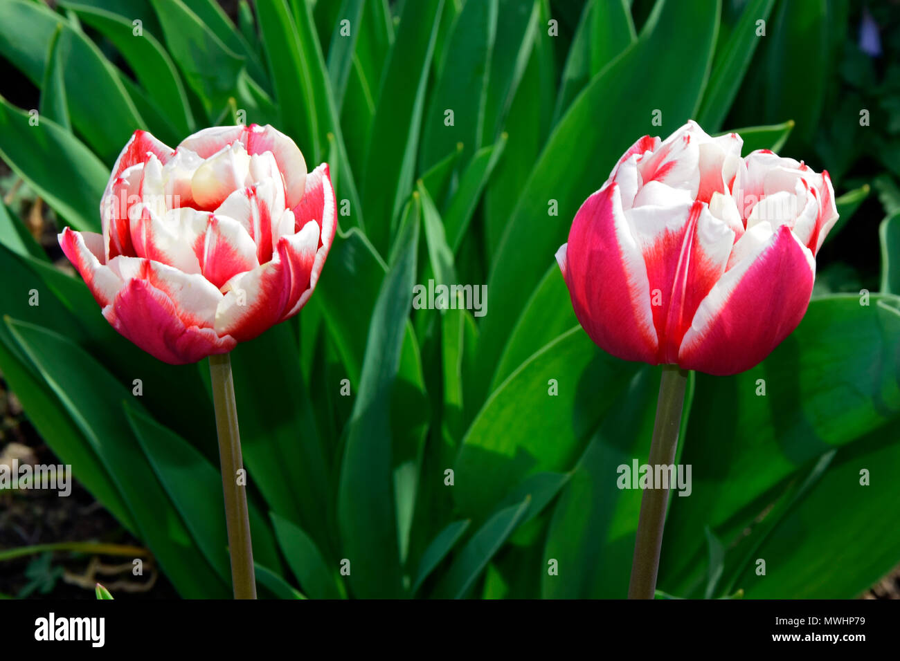 Two double early tulips, white-tipped red petals Stock Photo - Alamy