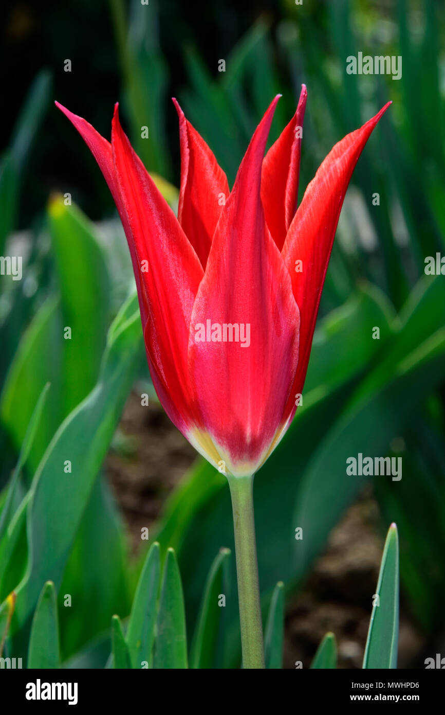 Red cup shaped flower hi-res stock photography and images - Alamy